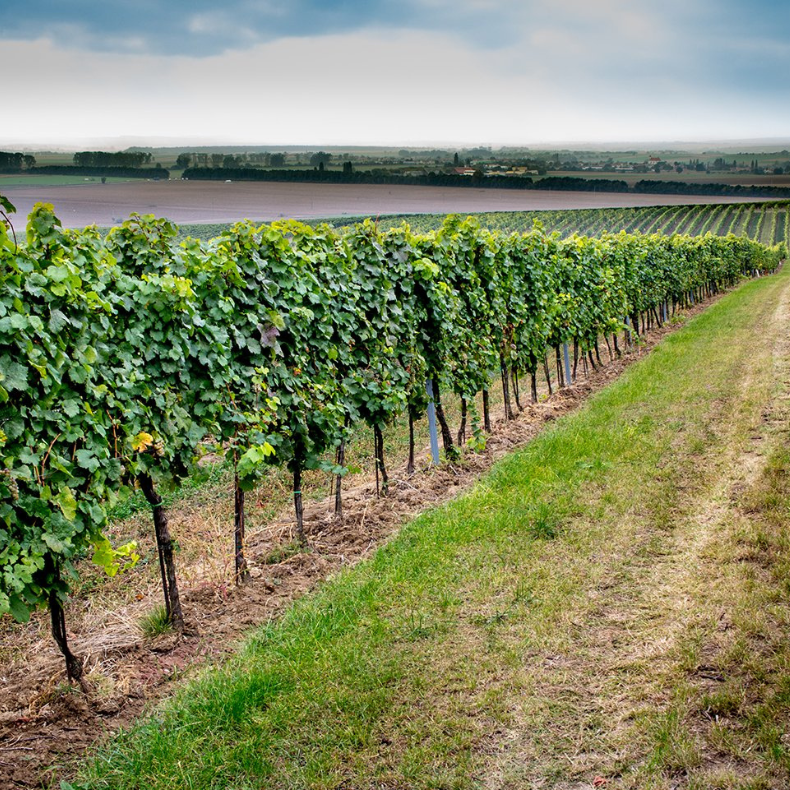 Zámecké vinařství Bzenec
